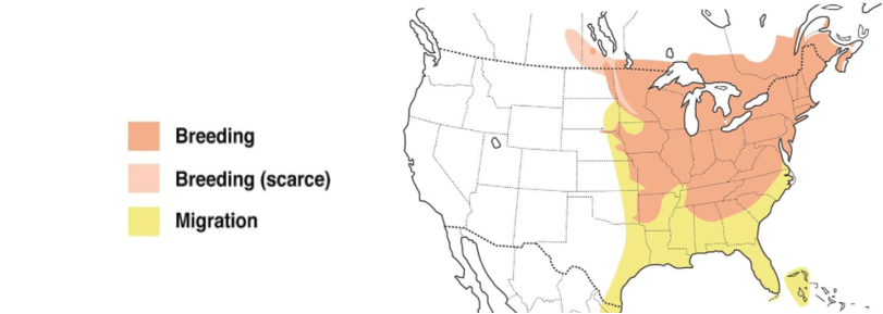 11 Types of Red Birds Found In Maryland! (ID GUIDE) - Bird Watching HQ