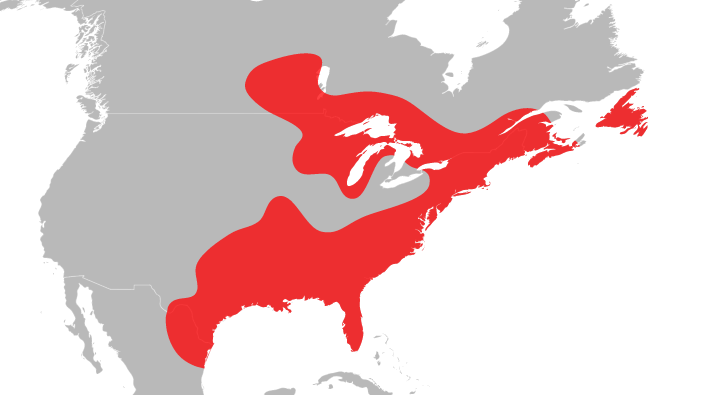 8 Types of Ticks Found In Ohio! (ID GUIDE) - Bird Watching HQ