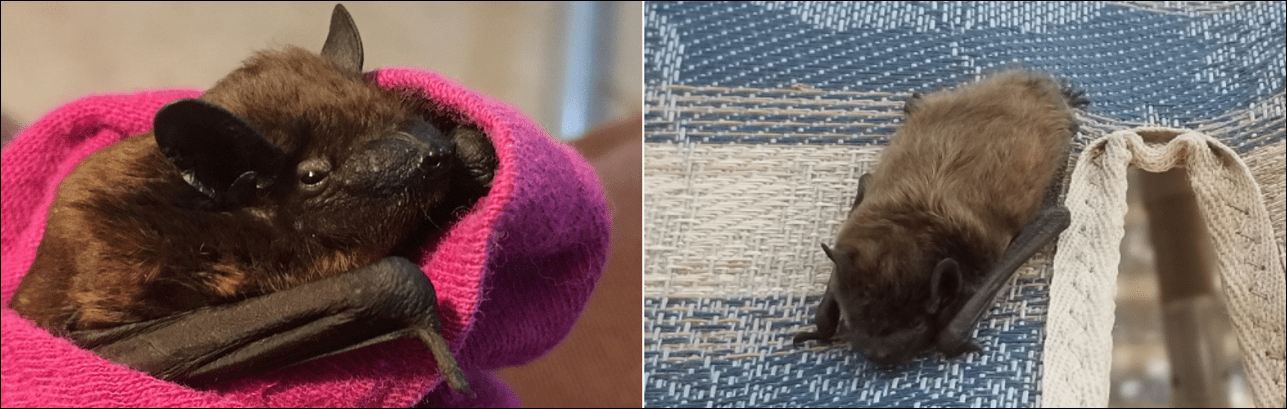 11 Types of Bats Found In Pennsylvania! (ID GUIDE) - Bird Watching HQ