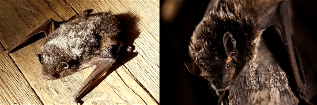 11 Types of Bats Found In Wyoming! (ID GUIDE) - Bird Watching HQ