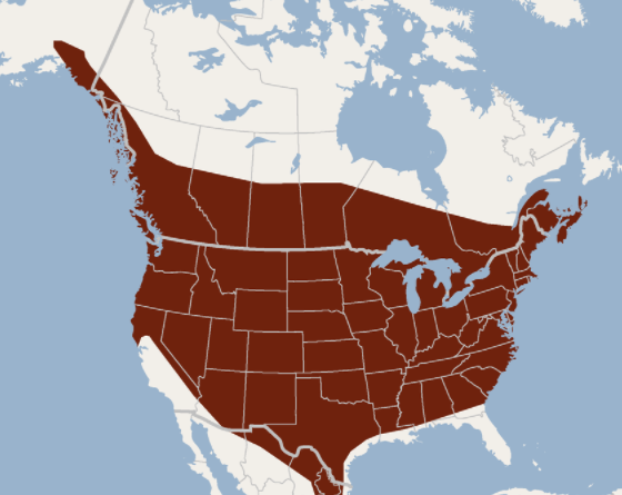 11 Types of Bats Found In Pennsylvania! (ID GUIDE) - Bird Watching HQ