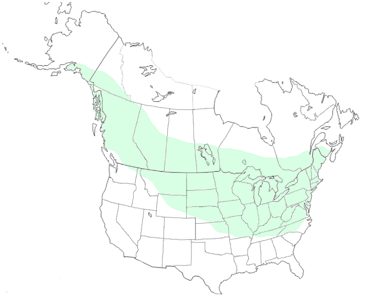 11 Types of Ladybugs Found In Alaska! (ID GUIDE) - Bird Watching HQ