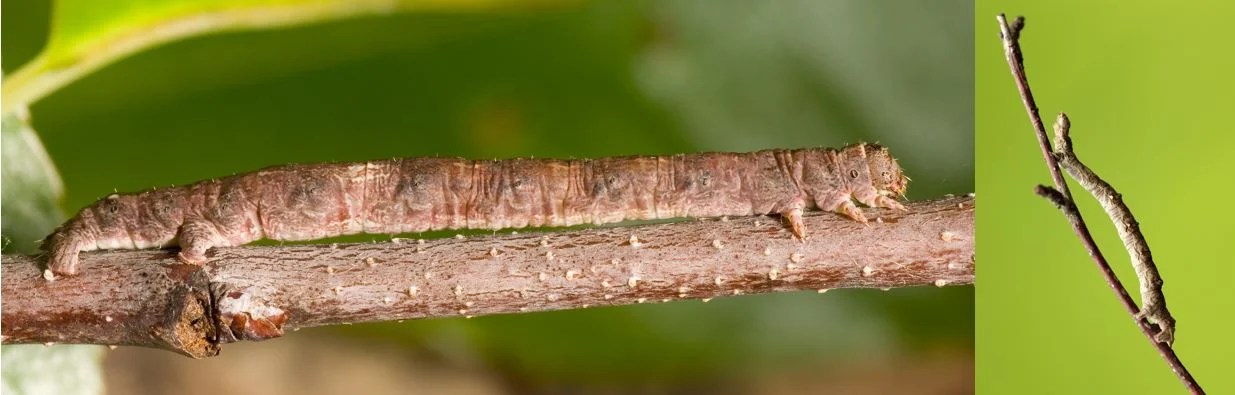 6 Weird (but COMMON) Caterpillars in Alberta! (ID Guide) - Bird Watching HQ