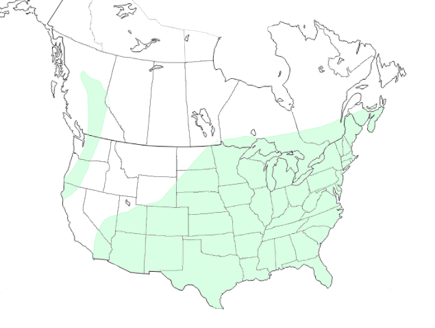 11 Types of Ladybugs Found In Oregon! (ID GUIDE) - Bird Watching HQ
