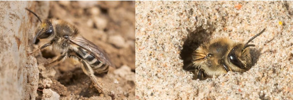 15 Types of Bees in Connecticut! (w/Pics) - Bird Watching HQ