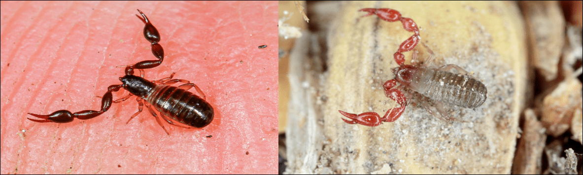 10 Scorpion Species Found in the United States! (w/Pics) - Bird Watching HQ