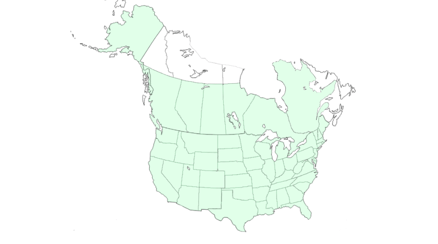 2 Scorpion Species Found in Arkansas! (w/Pics) - Bird Watching HQ