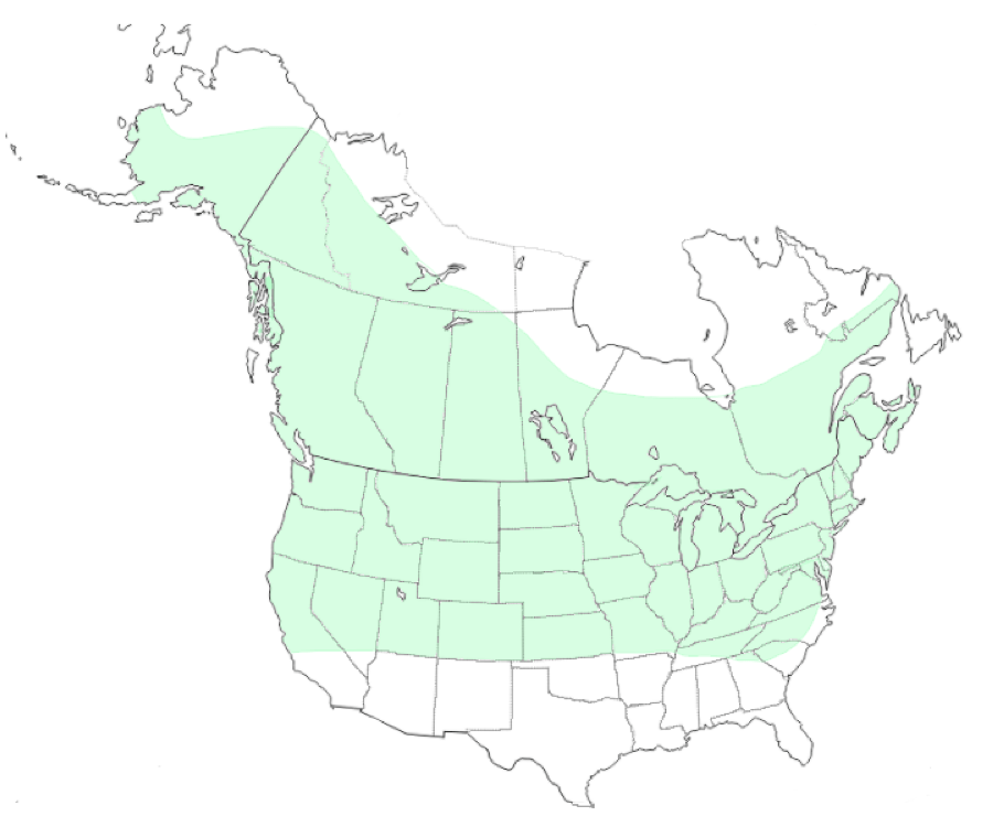 11 Types of Ladybugs Found In Alaska! (ID GUIDE) - Bird Watching HQ