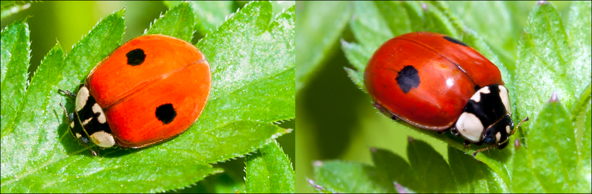 12 Types of Ladybugs Found In Virginia! (ID GUIDE) - Bird Watching HQ