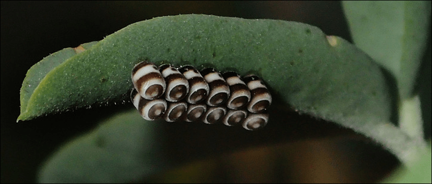 11 Types of Stink Bugs Found In Florida! (ID GUIDE) - Bird Watching HQ