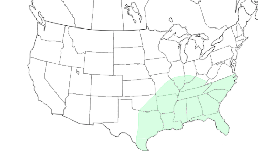 6 Types of Cockroaches Found In Illinois! (ID GUIDE) - Bird Watching HQ