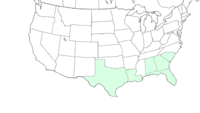 10 Types of Cockroaches Found In Georgia! (ID GUIDE) - Bird Watching HQ