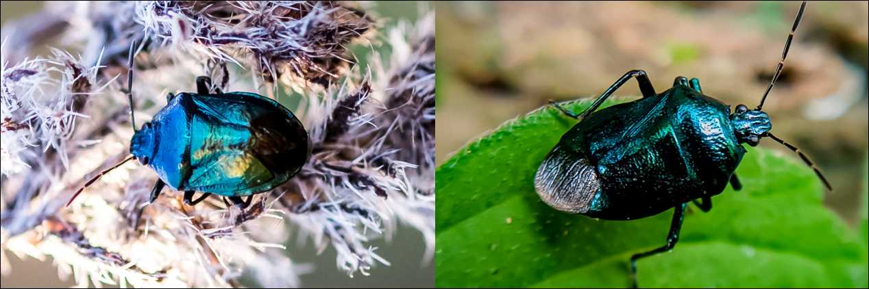 8 Types of Stink Bugs Found In Oregon! (ID GUIDE) - Bird Watching HQ
