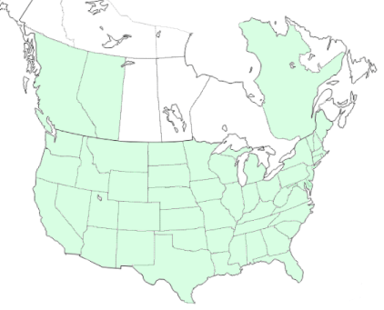 8 Types of Stink Bugs Found In California! (ID GUIDE) - Bird Watching HQ