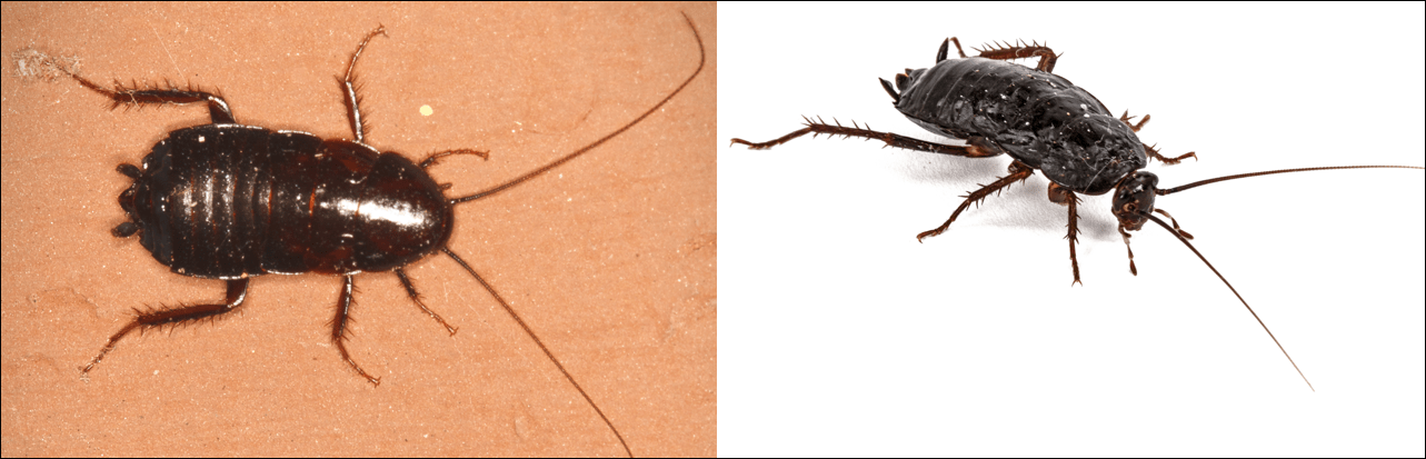 6 Types of Cockroaches Found In Tennessee! (ID GUIDE) - Bird Watching HQ