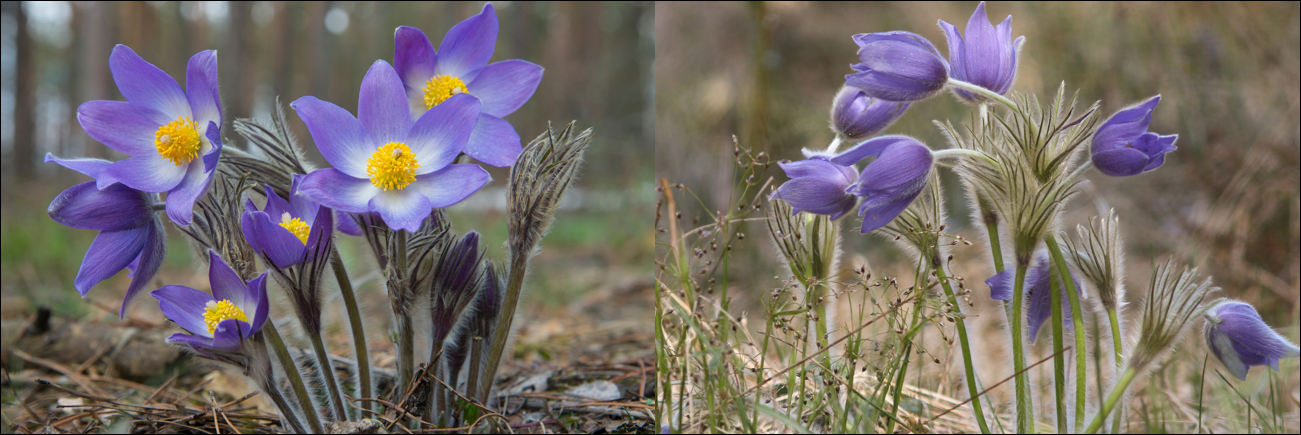 23 BLUE Wildflowers Found in Nebraska! (ID GUIDE) - Bird Watching HQ
