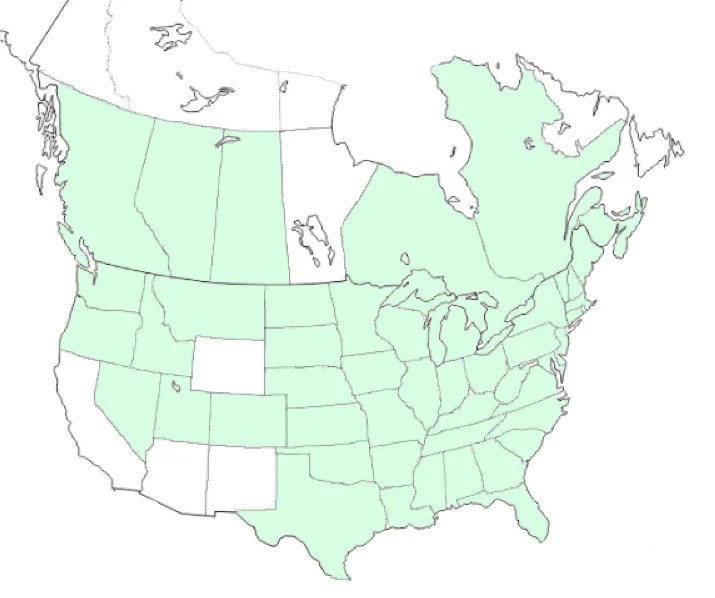 7 Types of Stink Bugs Found In Washington! (ID GUIDE) - Bird Watching HQ