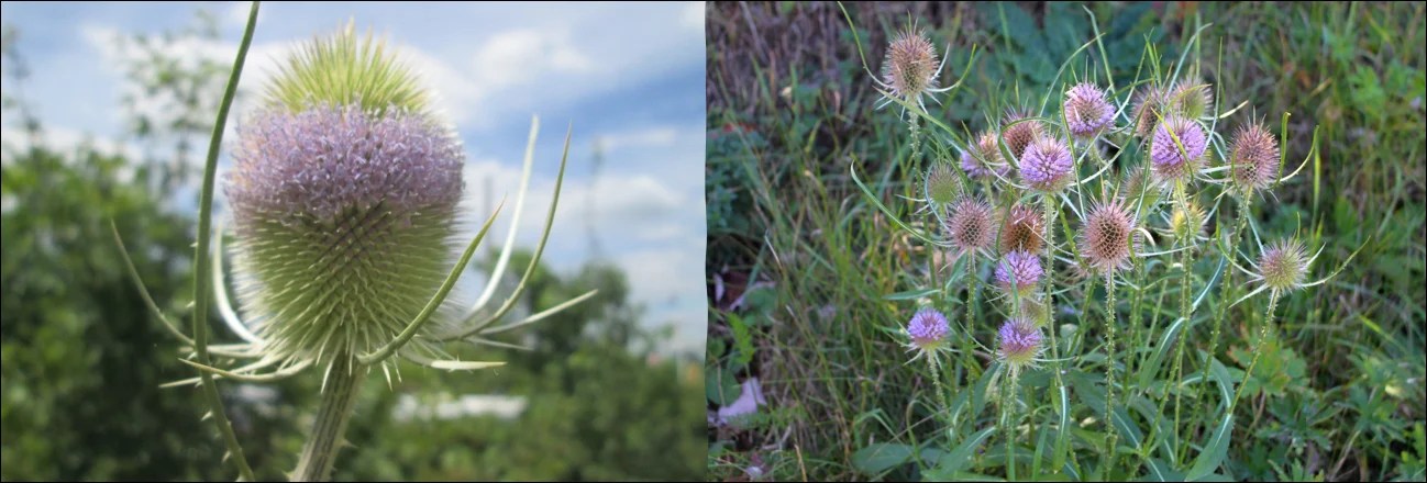 23 BLUE Wildflowers Found in Nebraska! (ID GUIDE) - Bird Watching HQ
