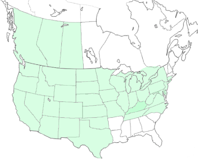 7 Types of Stink Bugs Found In Washington! (ID GUIDE) - Bird Watching HQ