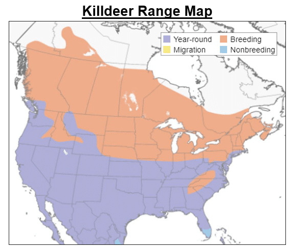 12 Types of Shorebird in Indiana (ID Guide) - Bird Watching HQ