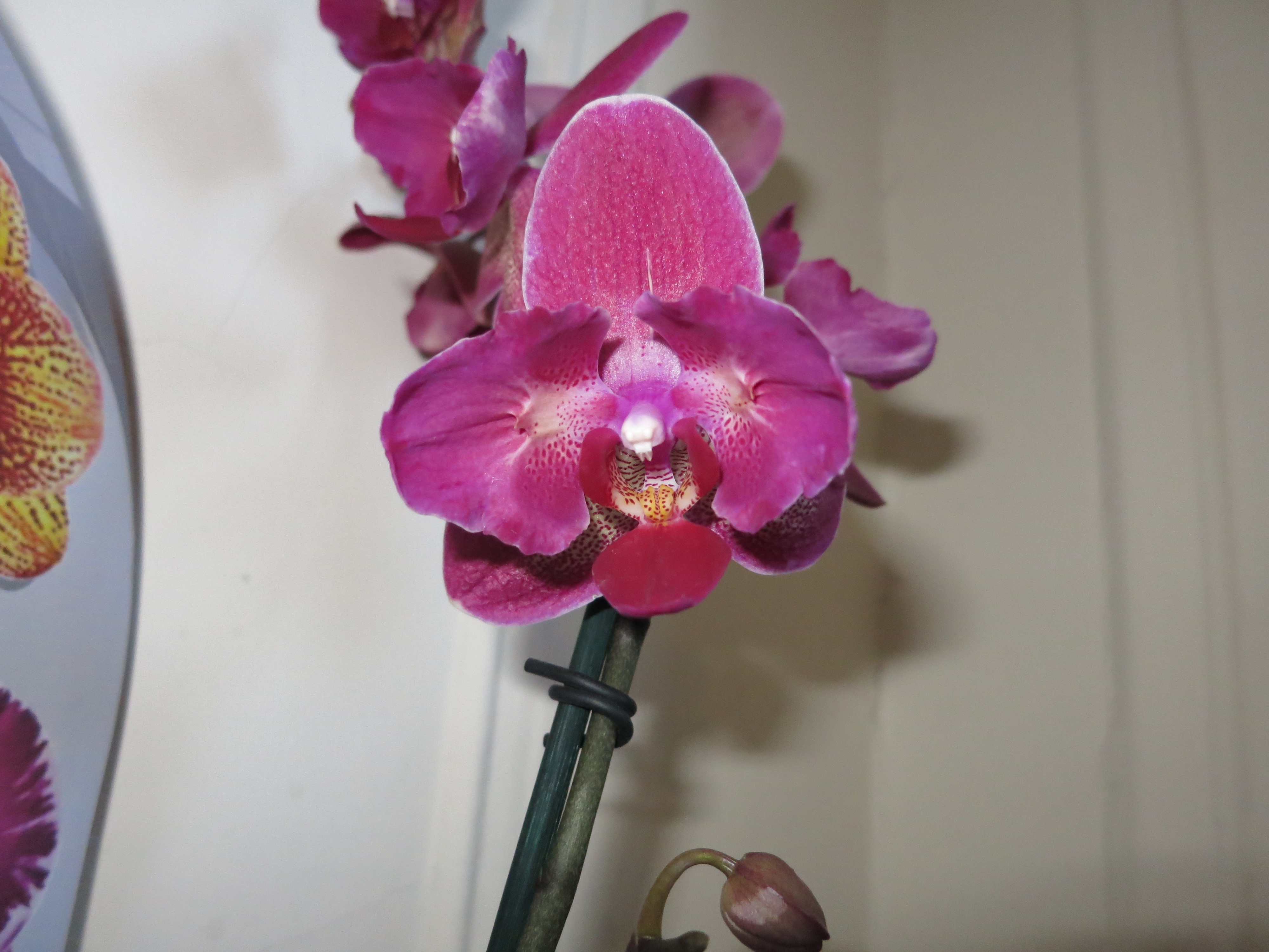 What Is a Peloric Orchid? | Brooklyn Orchids