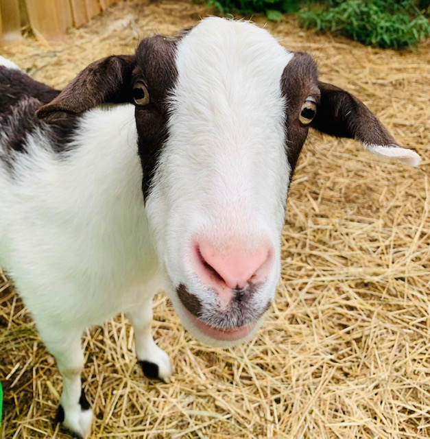 Tour Black Frog Farm! – Black Frog Farm