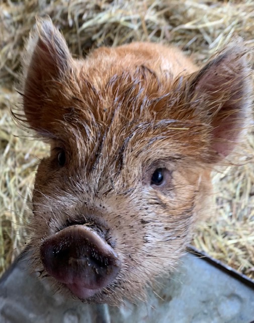 Tour Black Frog Farm! – Black Frog Farm