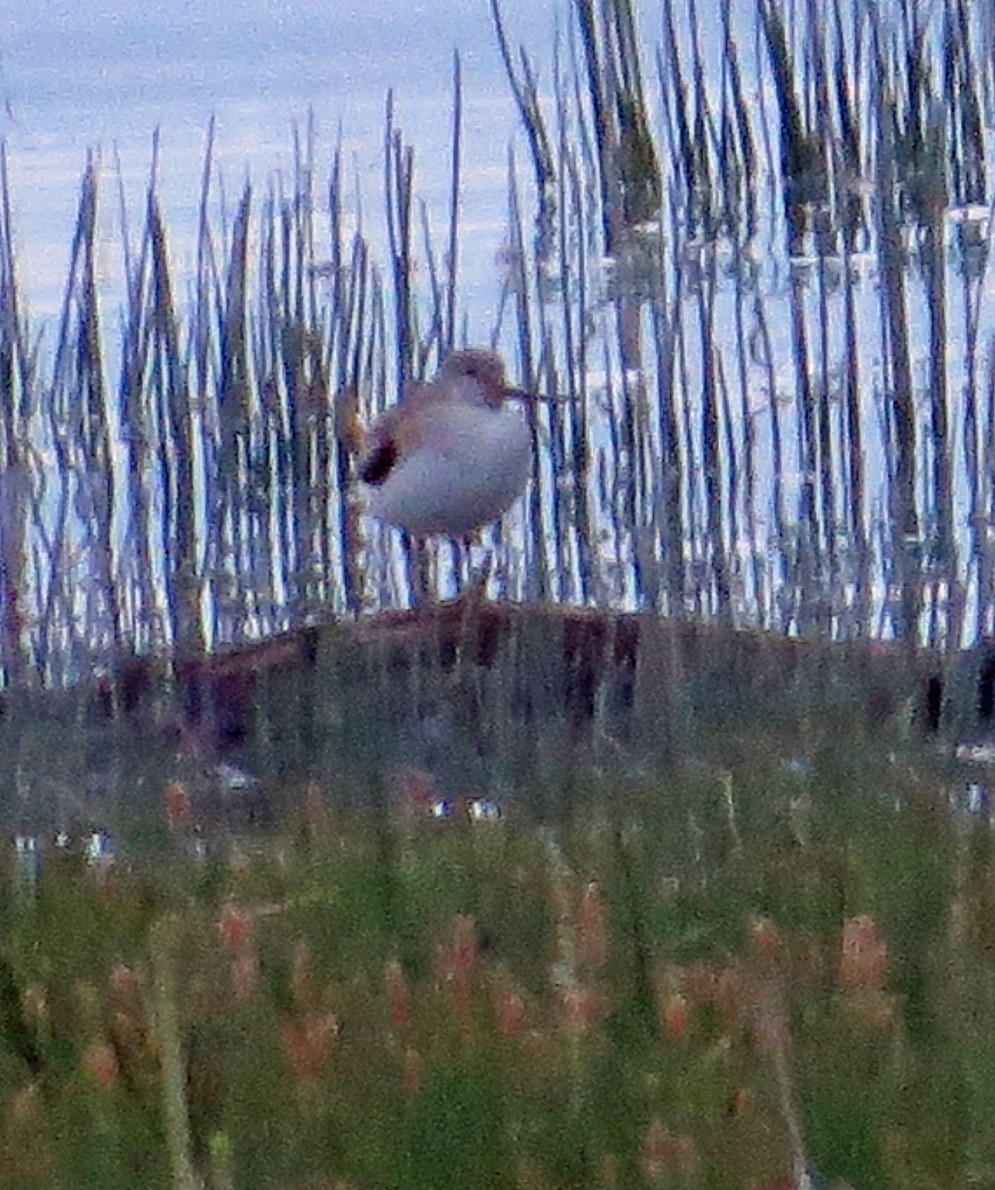 History Mystery and Special Birding Spot- Anchorage’s Audubon Bench ...