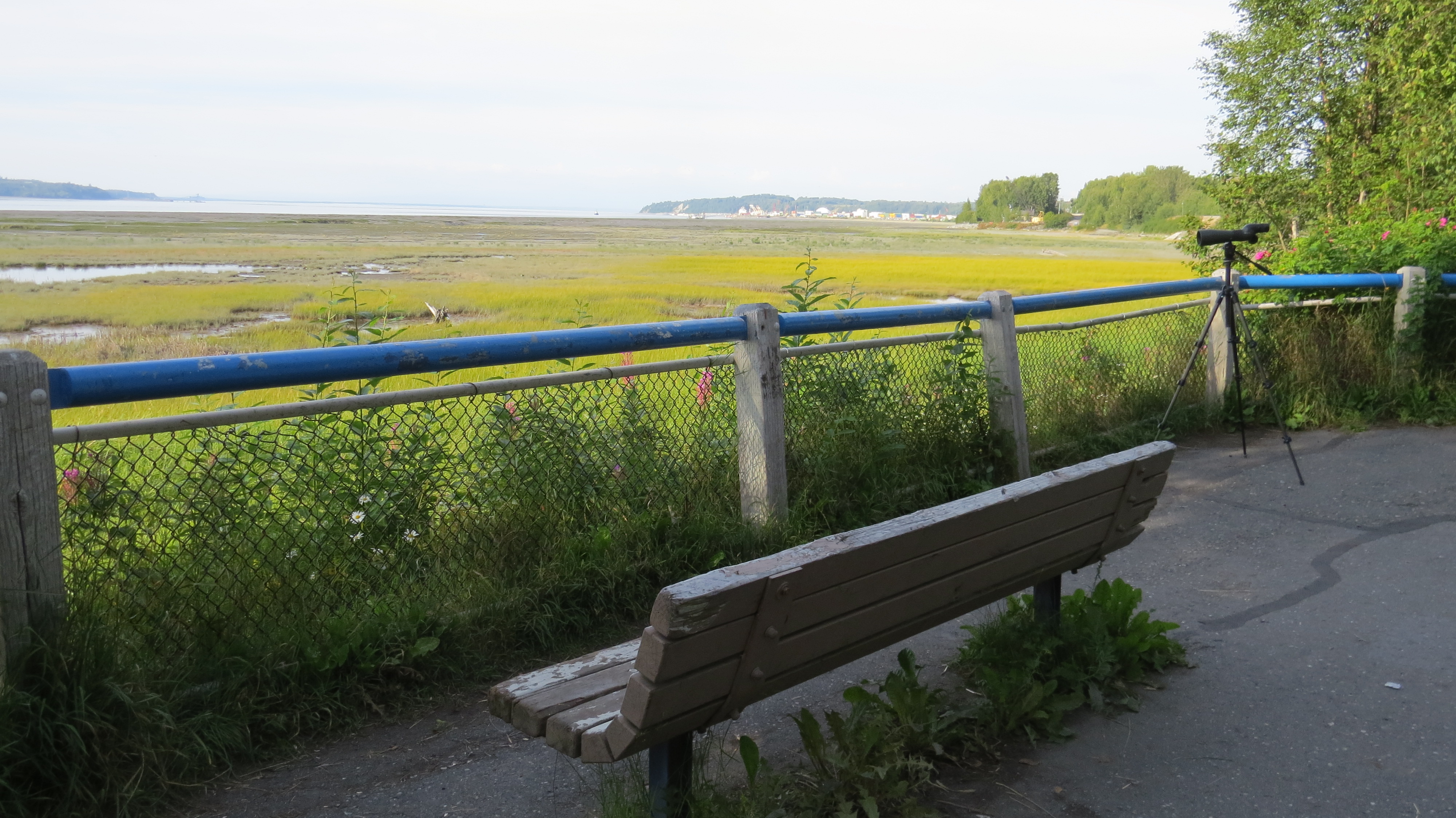 History Mystery and Special Birding Spot- Anchorage’s Audubon Bench ...