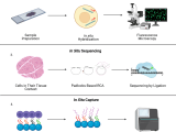 Spatial Transcriptomics Methods And Multi Omic Integration