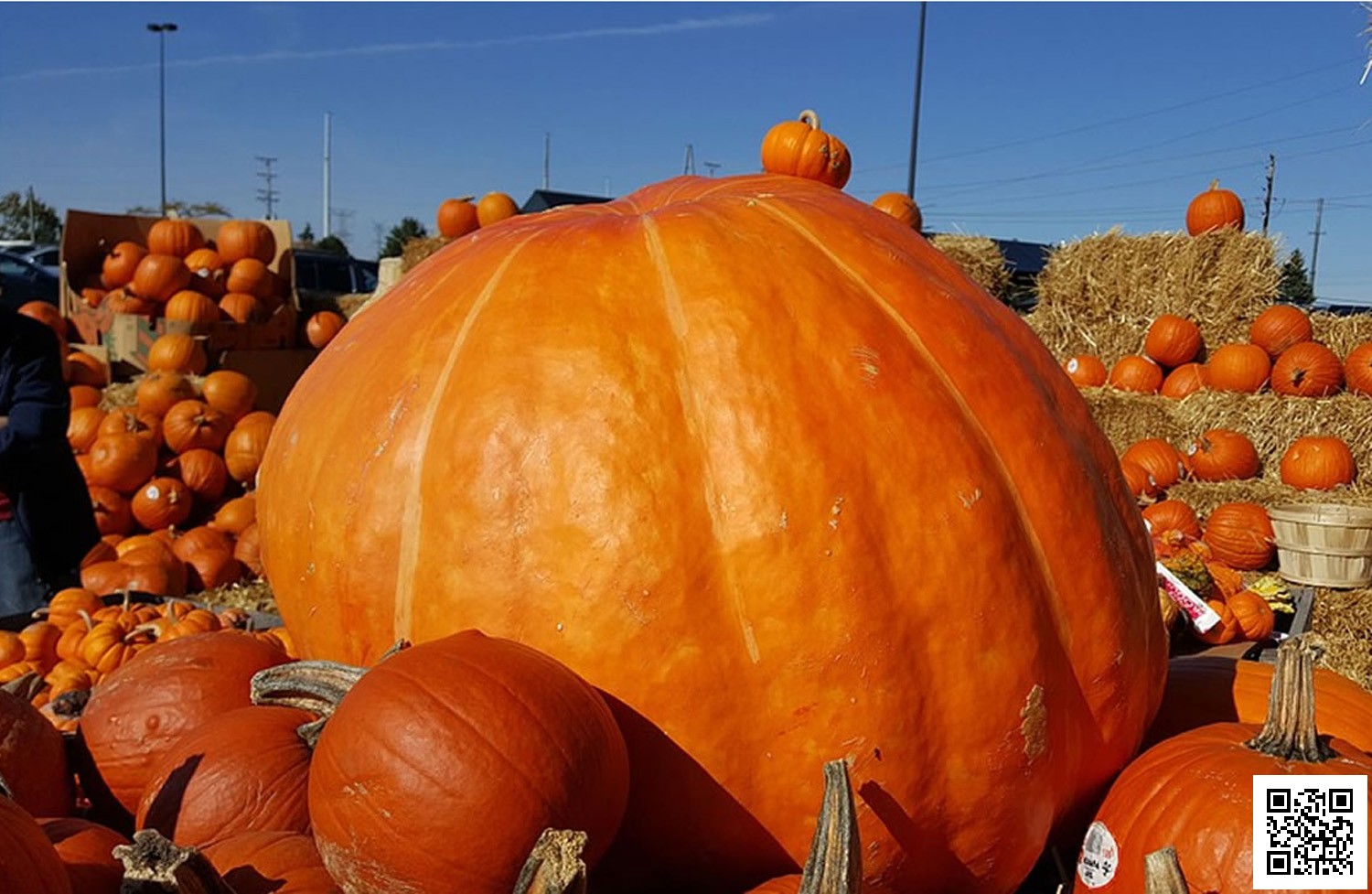 Rhode Island man squashes son's giant pumpkin record with 2,261-pounder ...