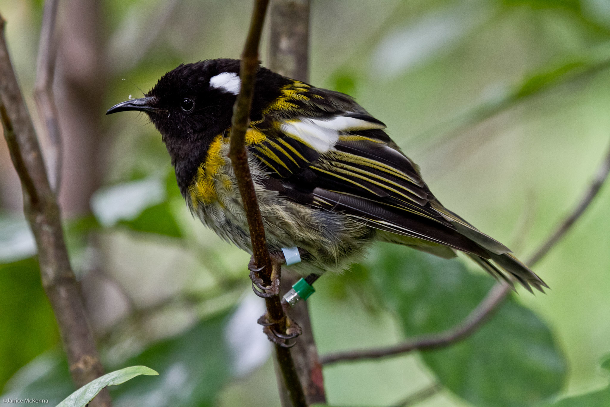 The hihi volunteer's guide to Tiritiri Matangi Island | Conservation blog