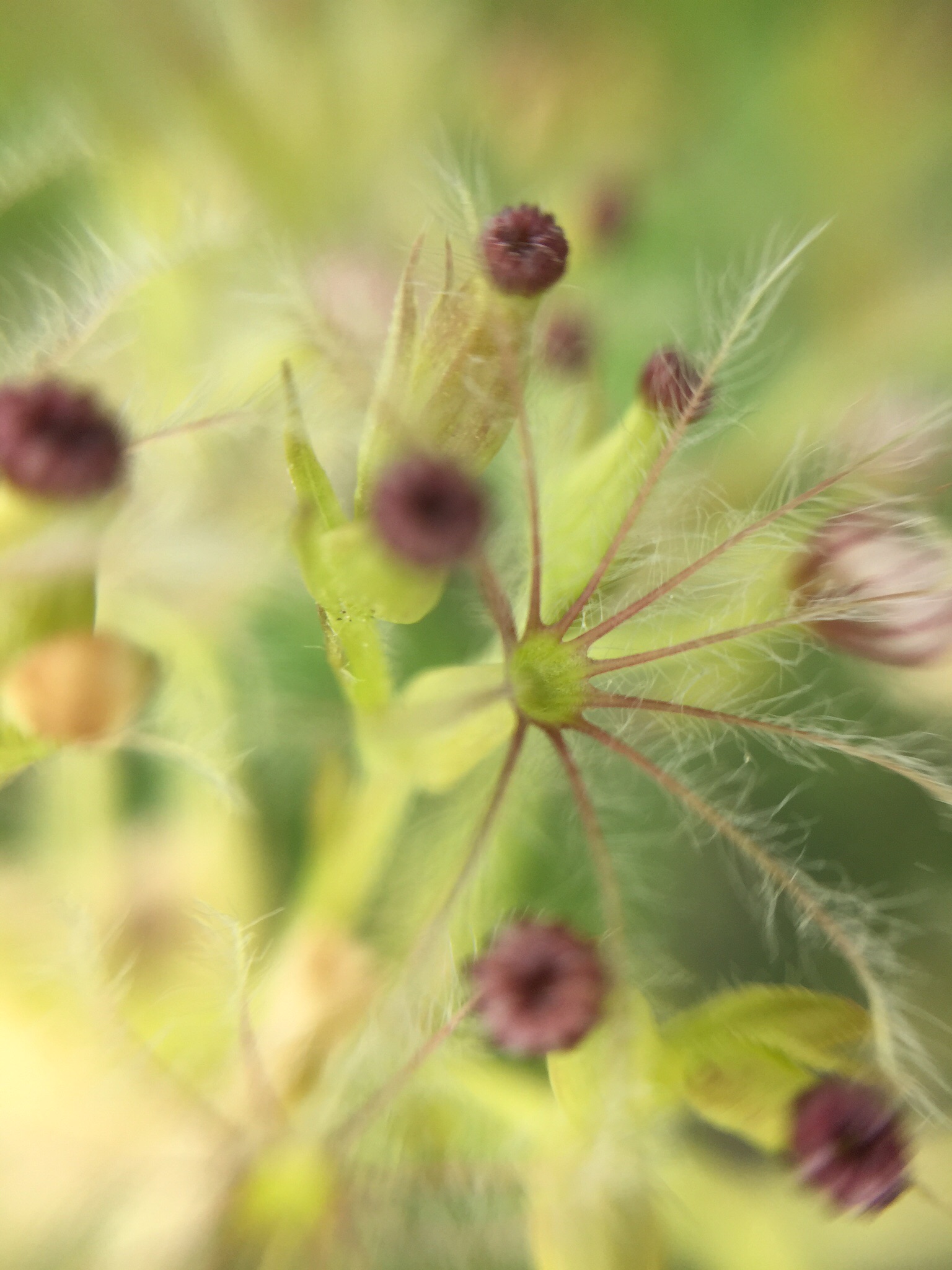 The End of the Wildflowers – Six Weeks Early | Get Going