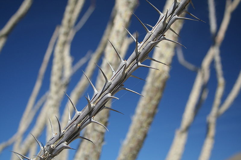 Seed of the Week: Ocotillo – Growing With Science Blog