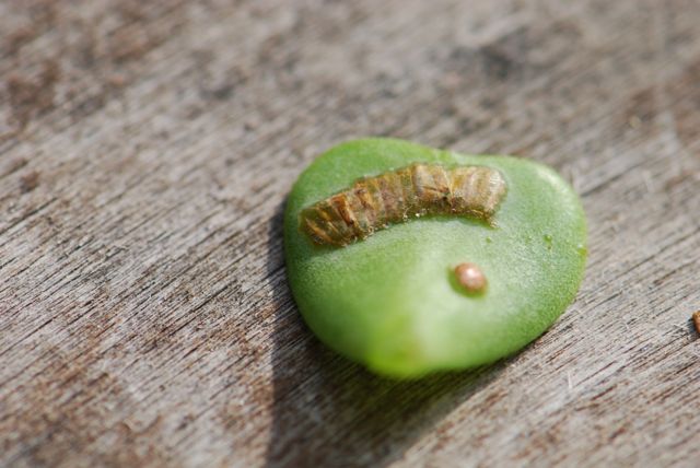 leafhopper life stages – Growing With Science Blog