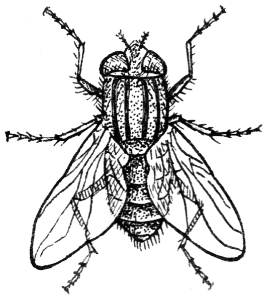 The Scoop on a New Children’s Book about House Flies – Growing With ...