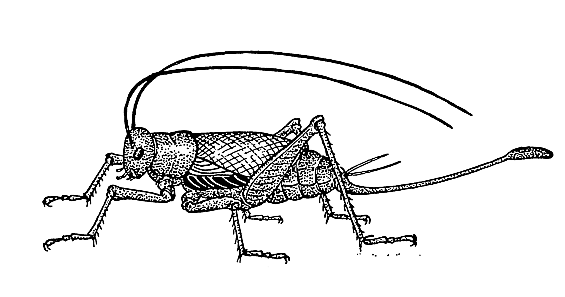 Insect Science Investigations for Kids: Grasshoppers and Crickets ...