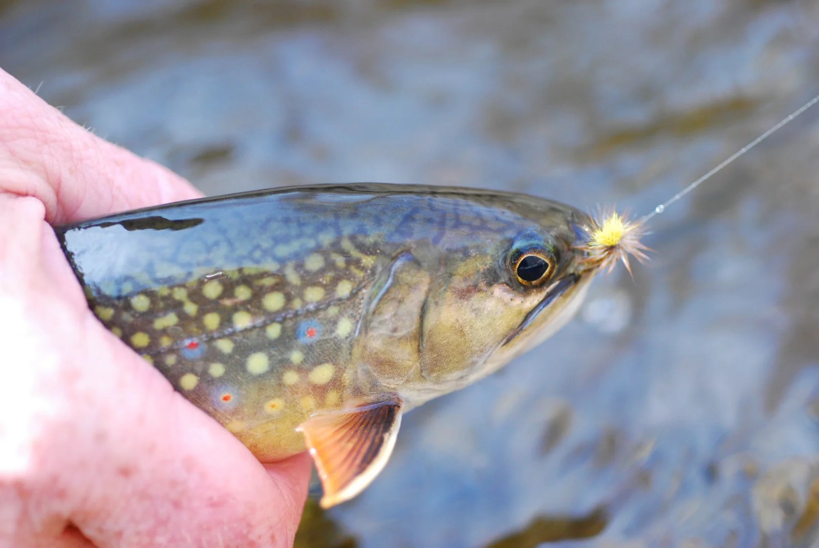 Brook Trout Fishing.... Soon! - The View From Harrys Window - A Fly ...