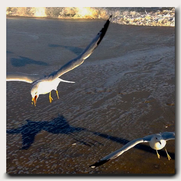 The Story of Stumpy the One Legged Gull | Blogfinger