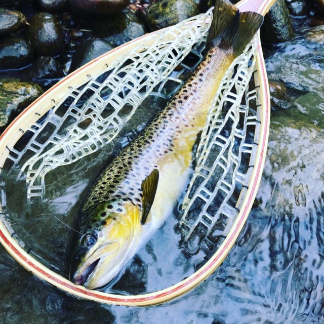 The Karma Fish – BlogFlyFish.com