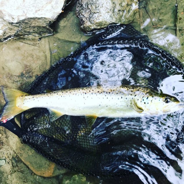 The Connecticut River Trophy Stretch: Update 3 – BlogFlyFish.com