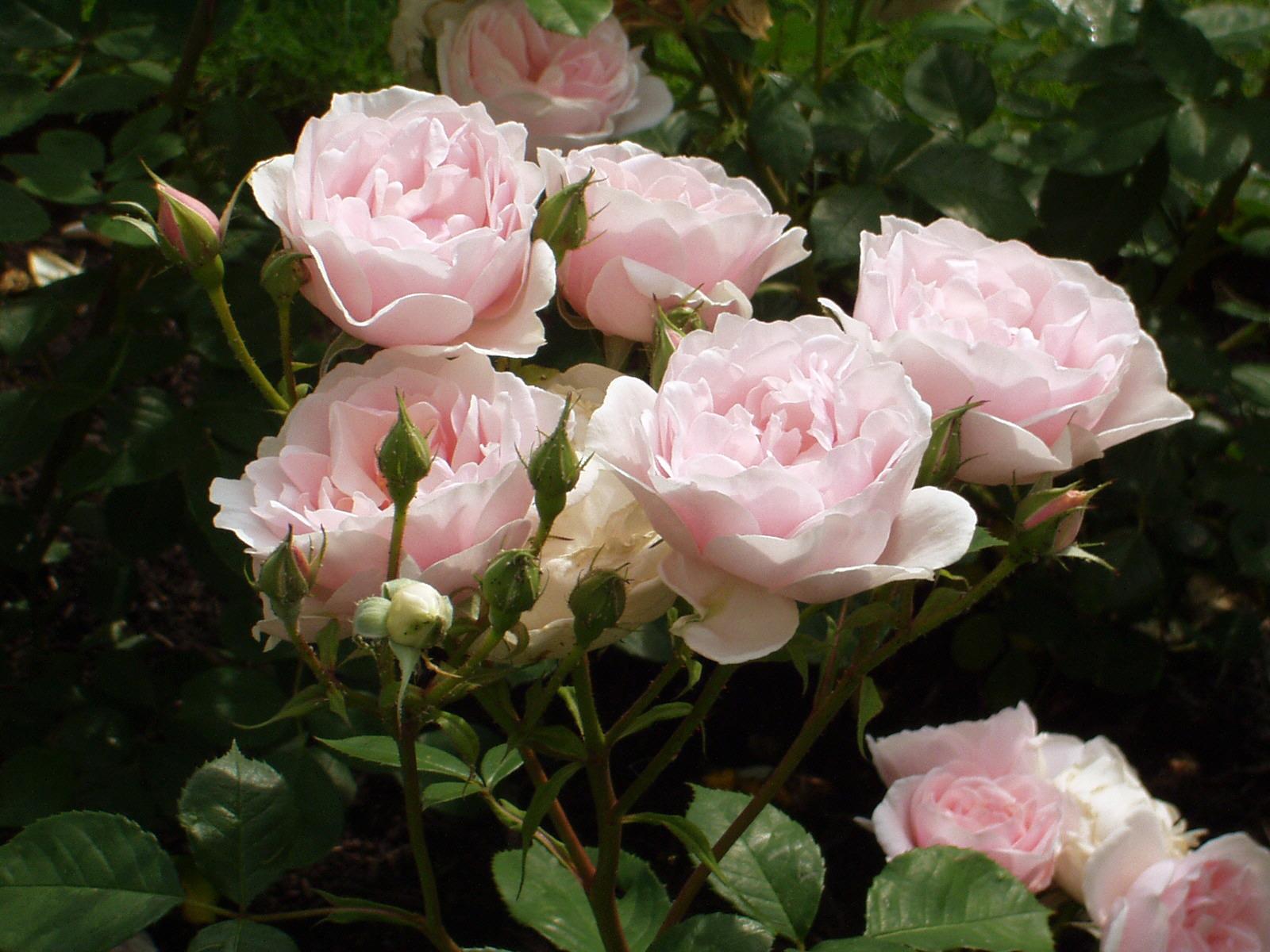 A Virginia Woolf Herbarium: comprehensive and online | Blogging Woolf