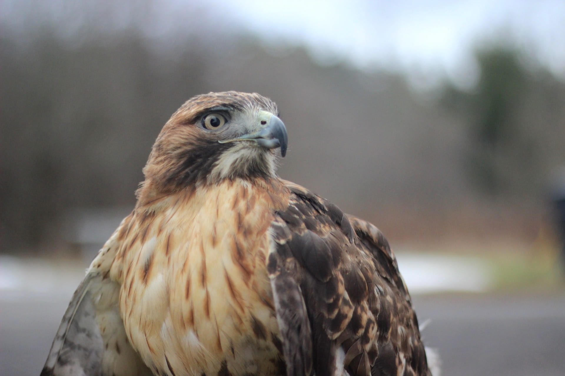 Resident Birds | Cornell Raptor Program