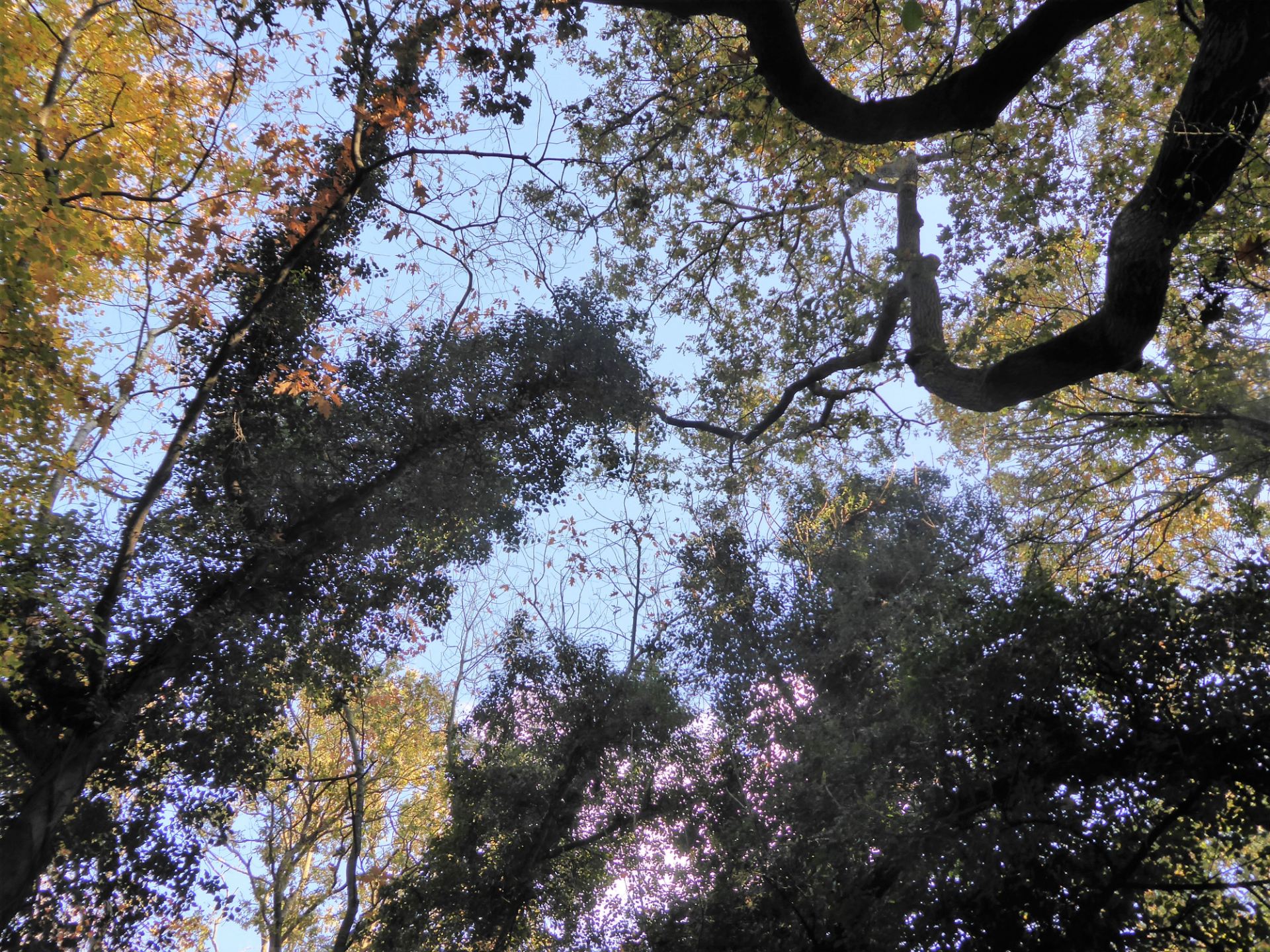 The Wilderness | Whiteknights biodiversity