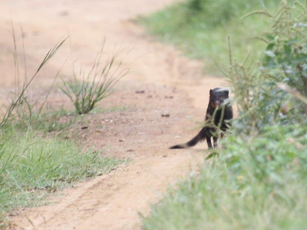 SAPPI Stanger Birdhide: 30th March 2014 – BirdLife eThekwini KZN