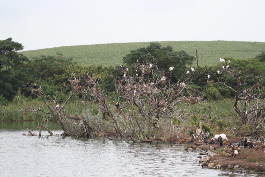 SAPPI Stanger Birdhide: 30th March 2014 – BirdLife eThekwini KZN