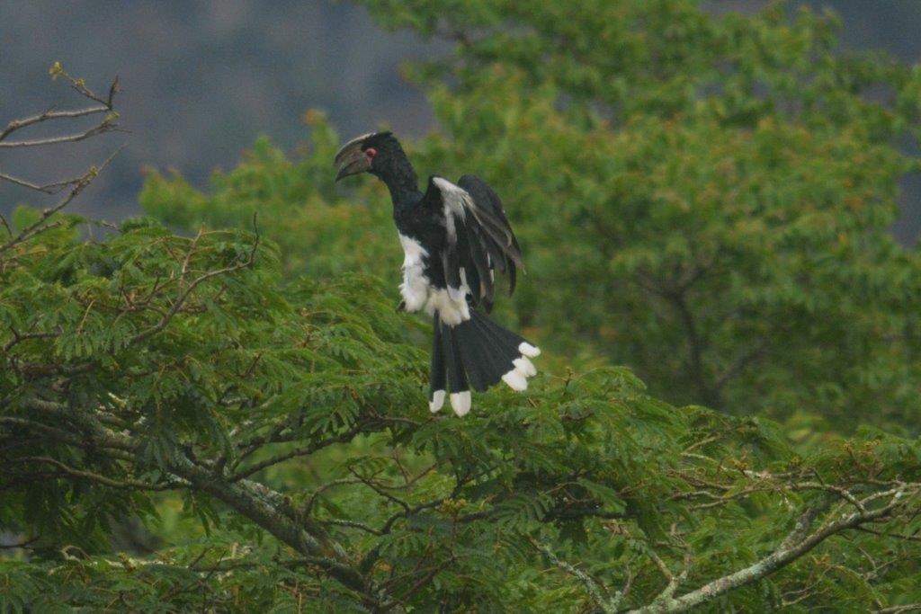 Shongweni 2nd January 2016 – BirdLife eThekwini KZN