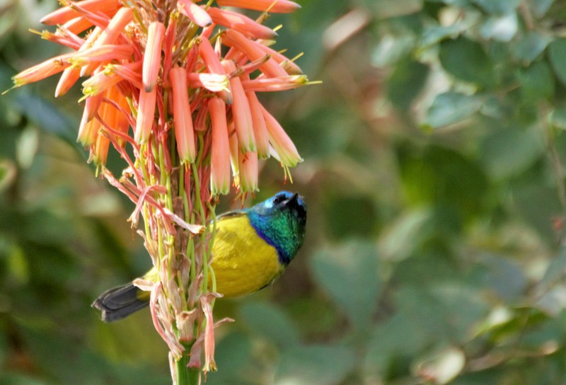 New Germany Nature Reserve – BirdLife eThekwini KZN