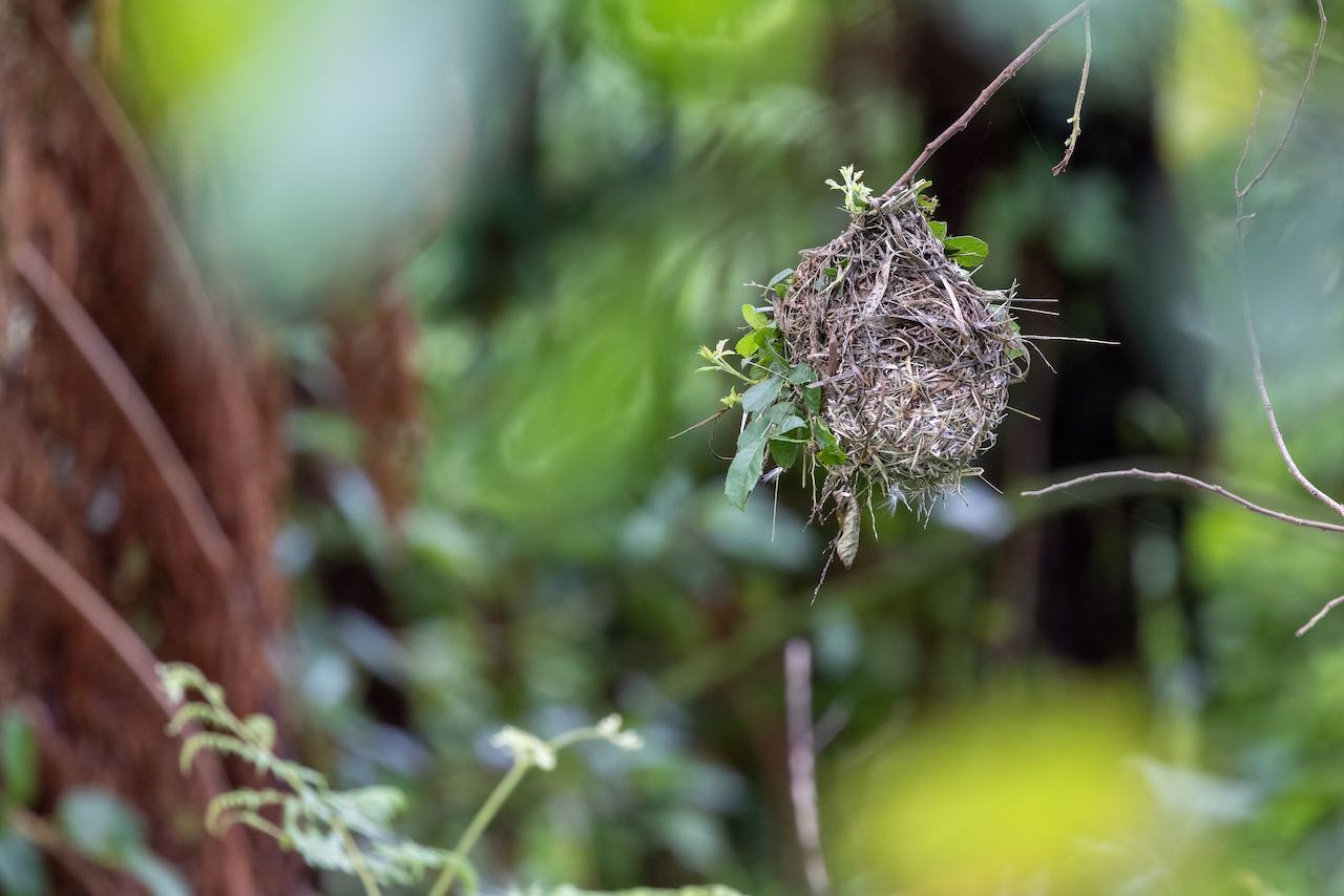 BeKZN Walk | Juniors at Springside Nature Reserve – BirdLife eThekwini KZN