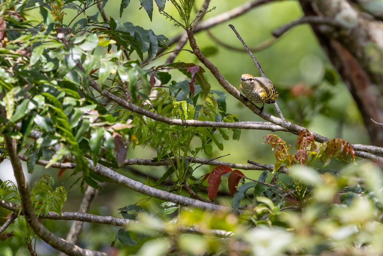 BeKZN Walk | Juniors at Springside Nature Reserve – BirdLife eThekwini KZN